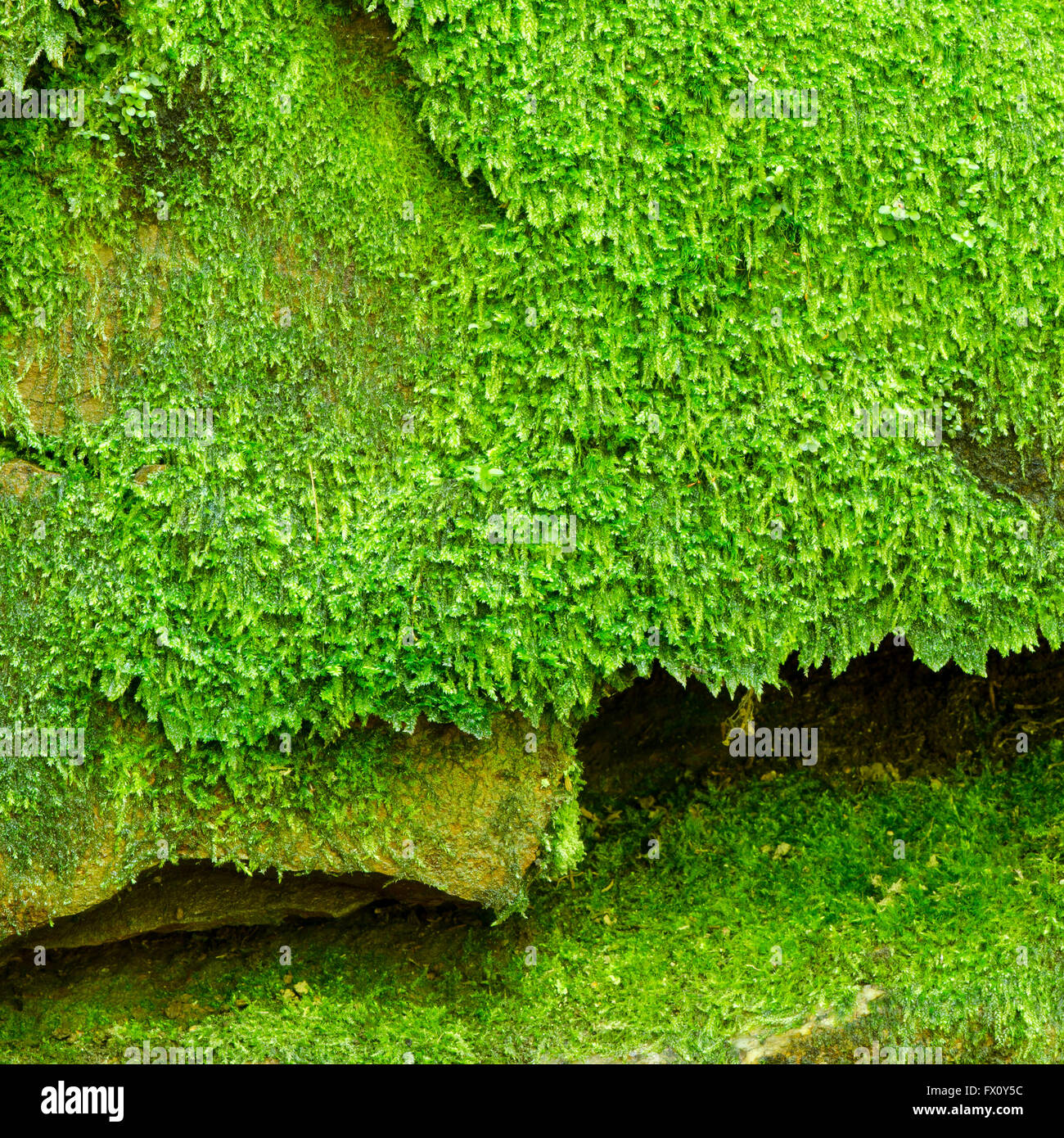 Moss Rock Texture