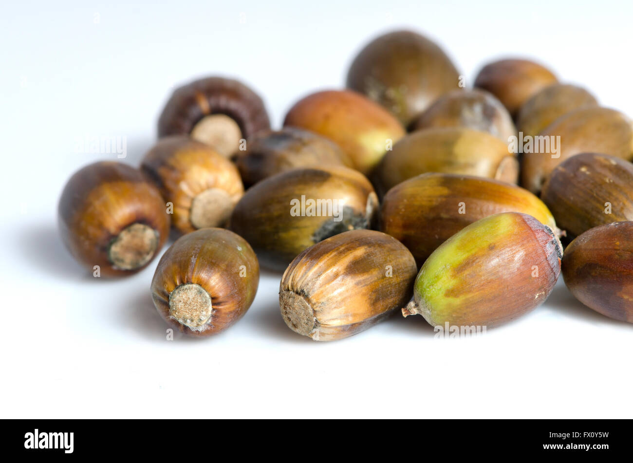 A lot of acorns isolated on white background Stock Photo - Alamy