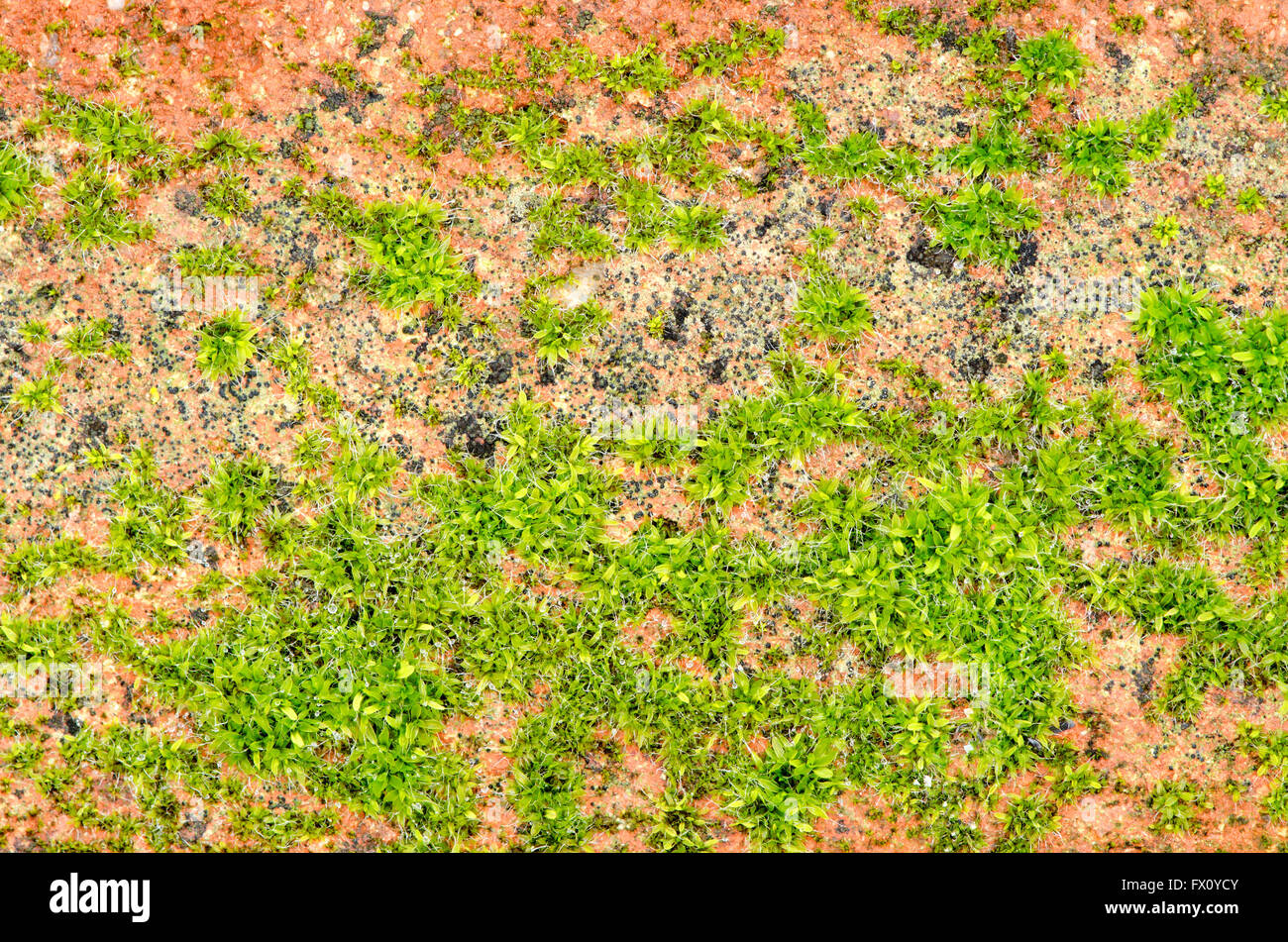 Mossy brick pavement texture hi-res stock photography and images - Alamy
