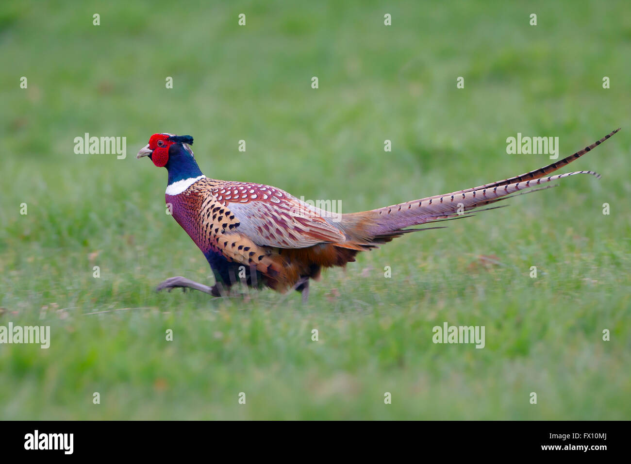 Pheasant male Phasianus colchicus running Stock Photo - Alamy