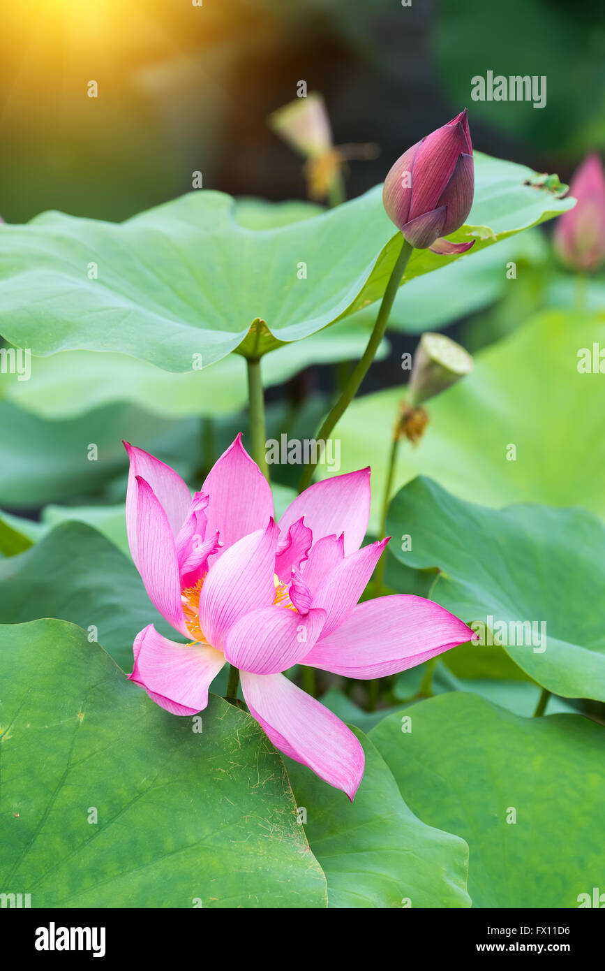 blooming lotus flower Stock Photo - Alamy
