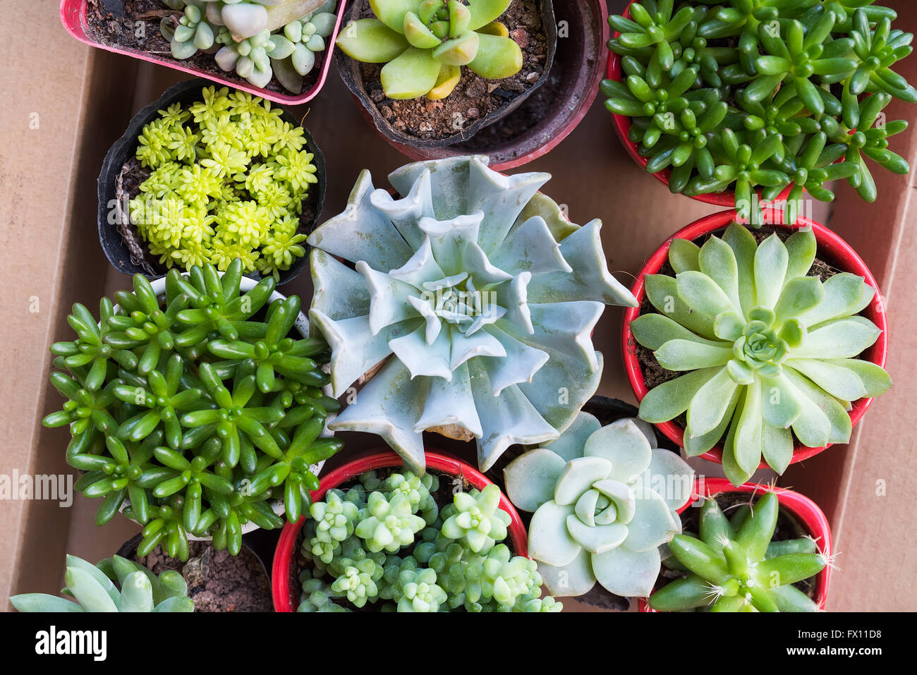 Miniature succulent plants Stock Photo - Alamy