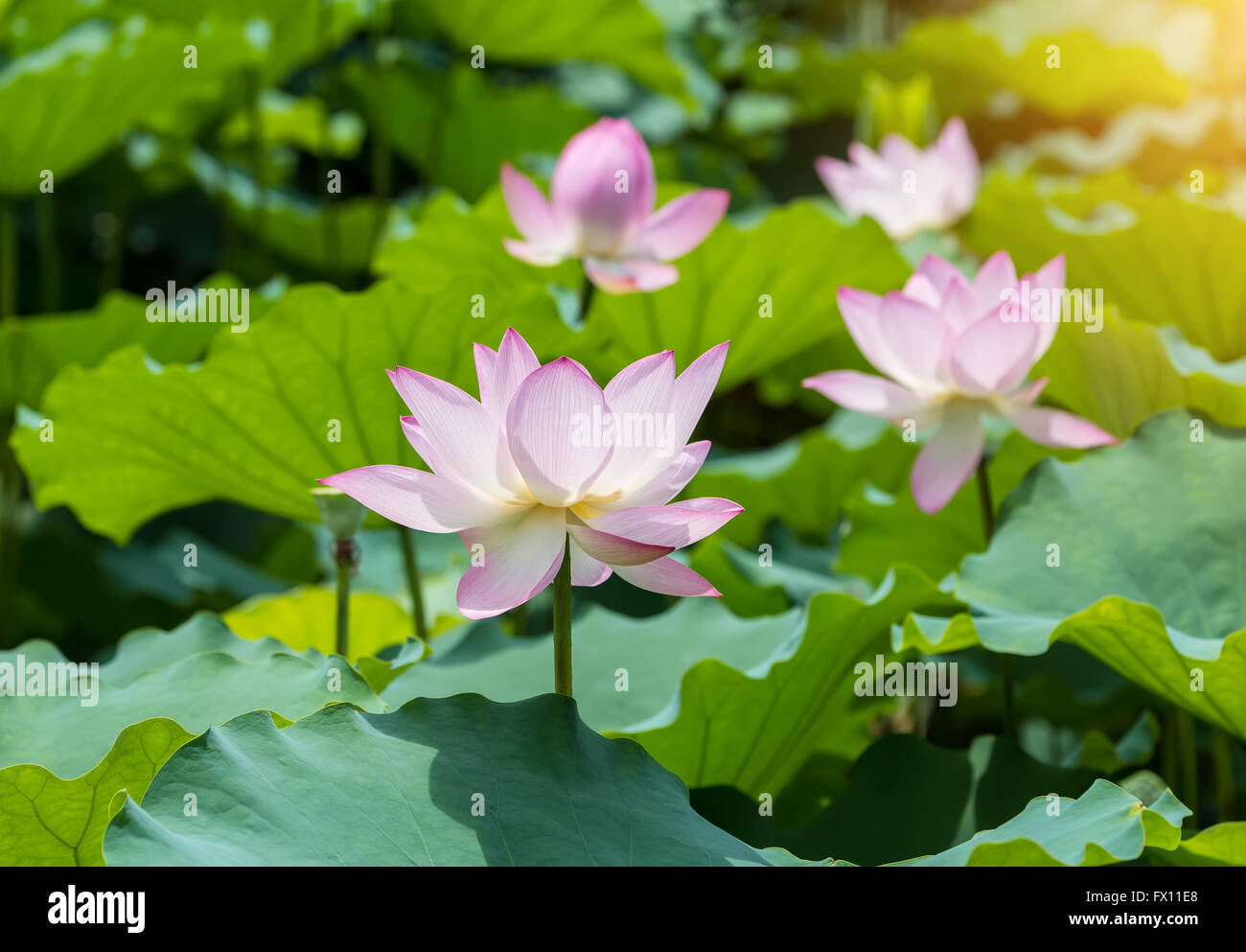 Lotus flower and Lotus flower plants Stock Photo - Alamy