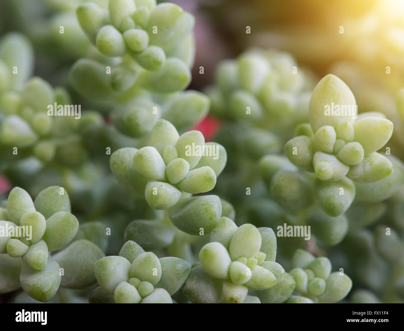 Miniature succulent plants Stock Photo - Alamy