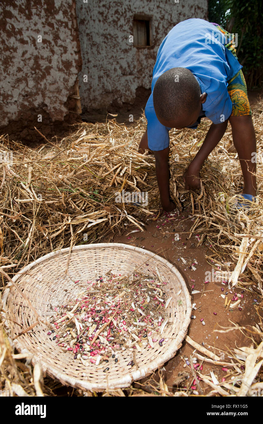 Collecting beans after the threshing. Rwanda Stock Photo - Alamy