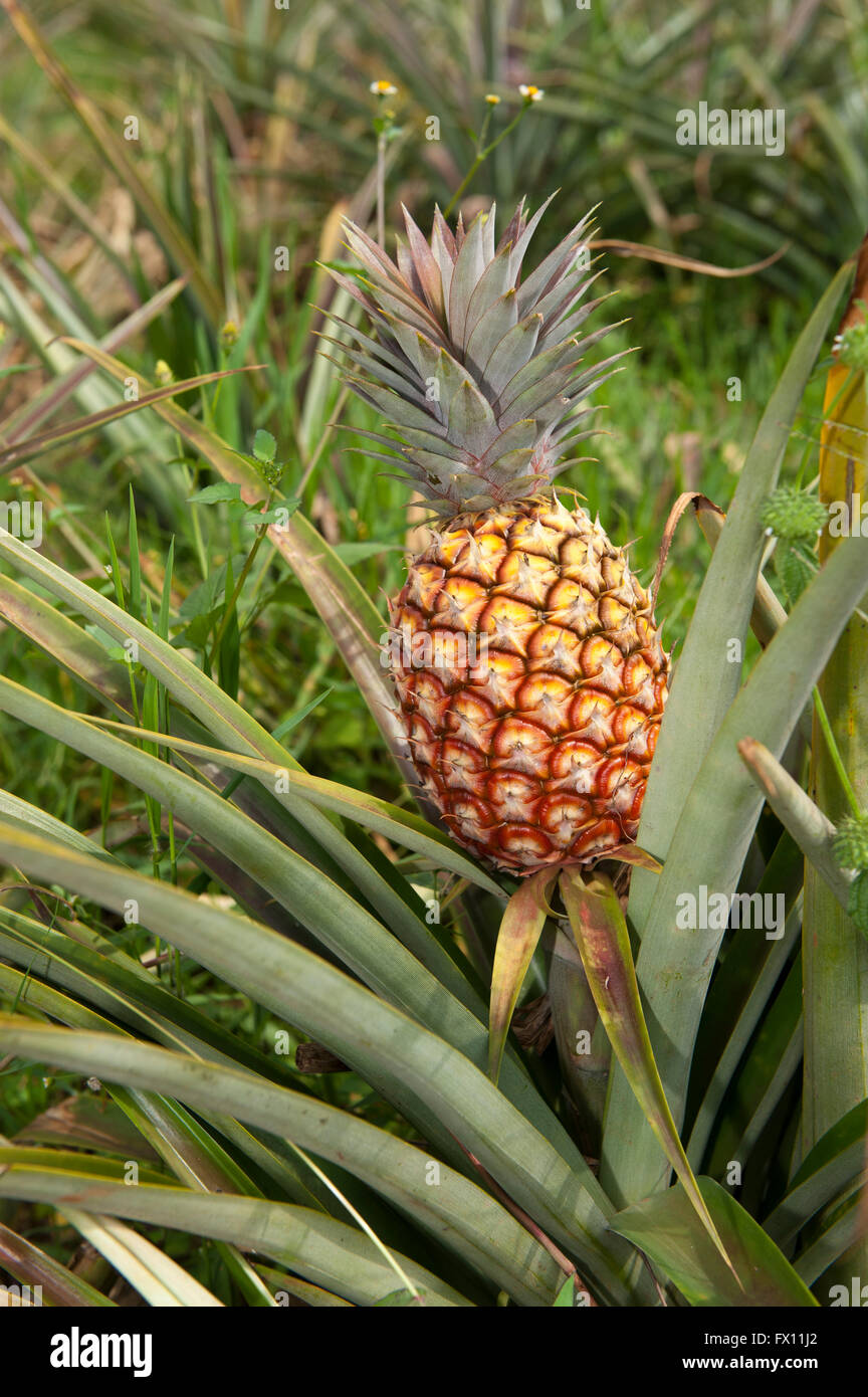 Comosus High Resolution Stock Photography and Images - Alamy