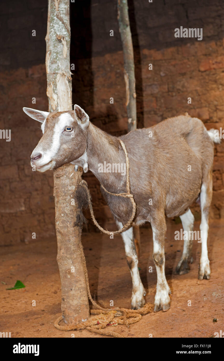 goat tethered to a post outside home, Uganda Stock Photo - Alamy