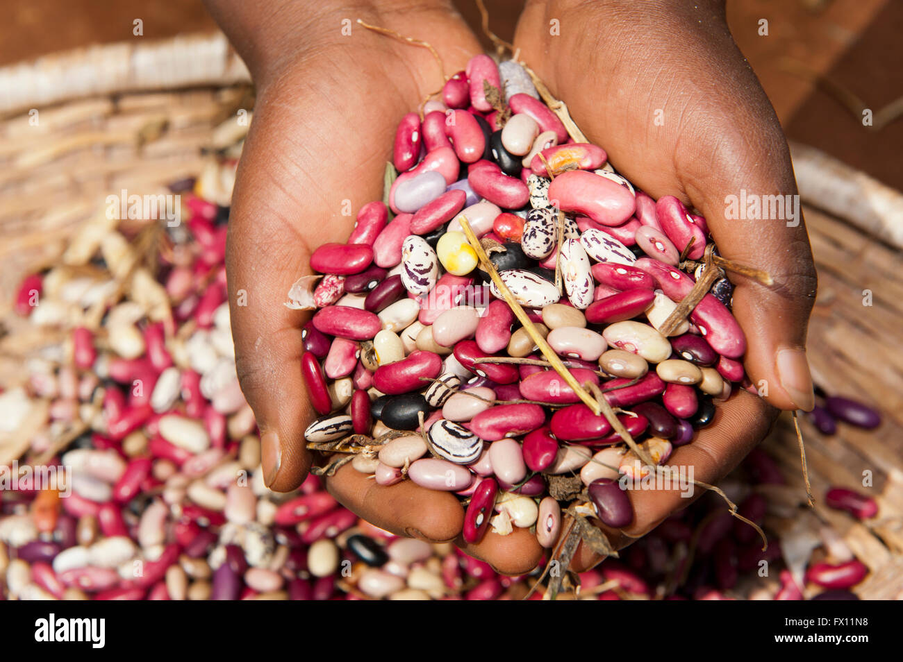 Child looking at freshly harvested beans, a variety of colours. Rwanda ...