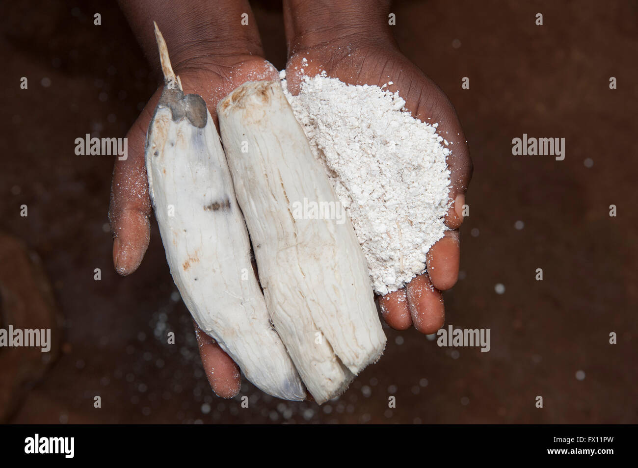 Cassava root hi-res stock photography and images - Alamy