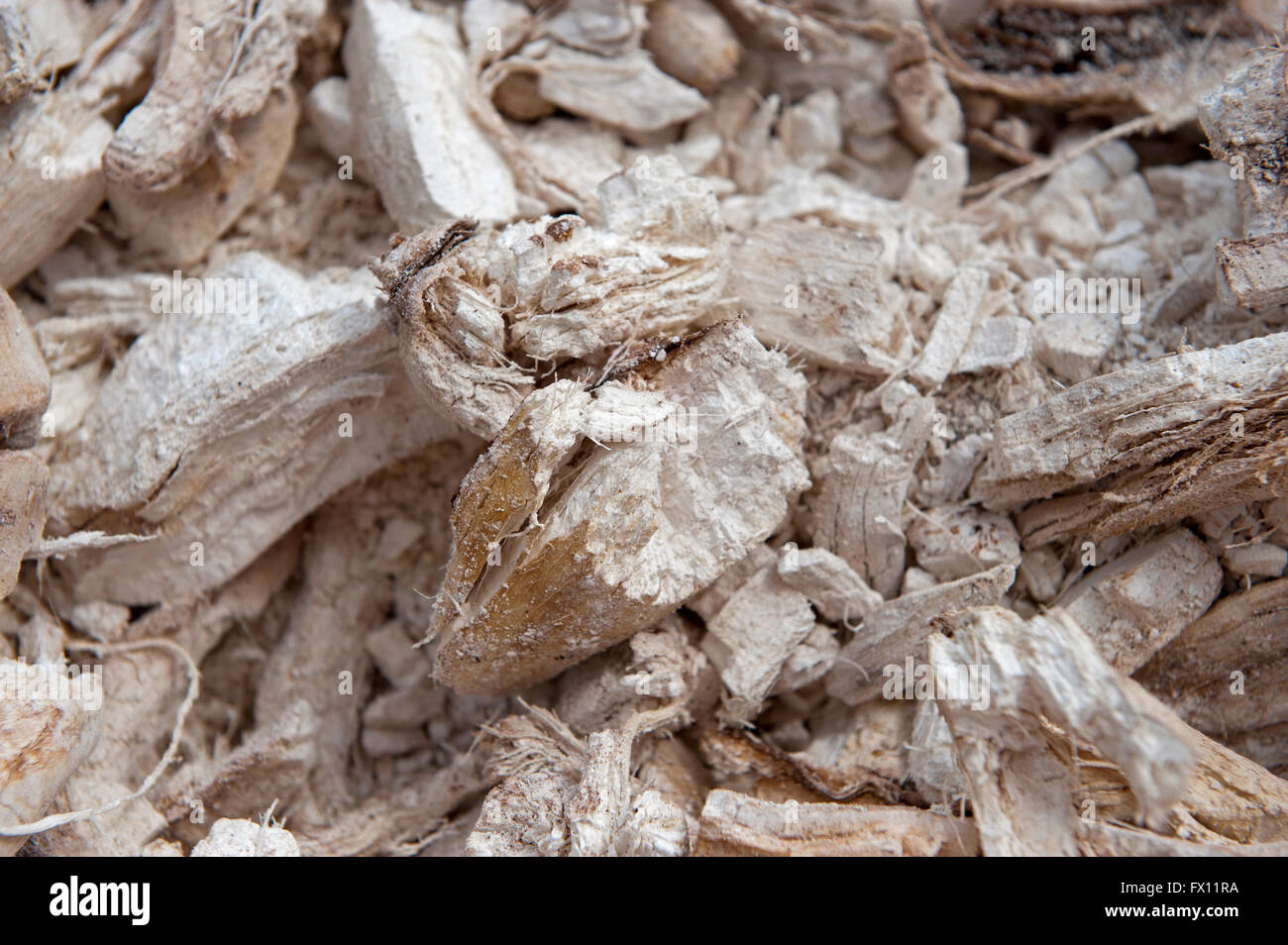 Cassava or tapioca, freshly harvested and drying out, ready to store ...