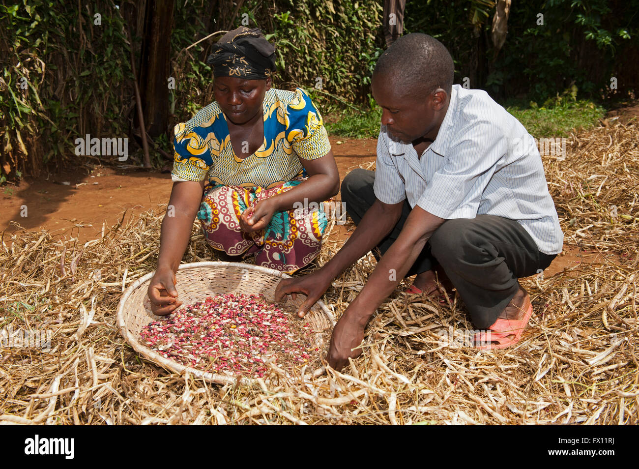 Husband and wife working together picking beans of the threshing floor ...
