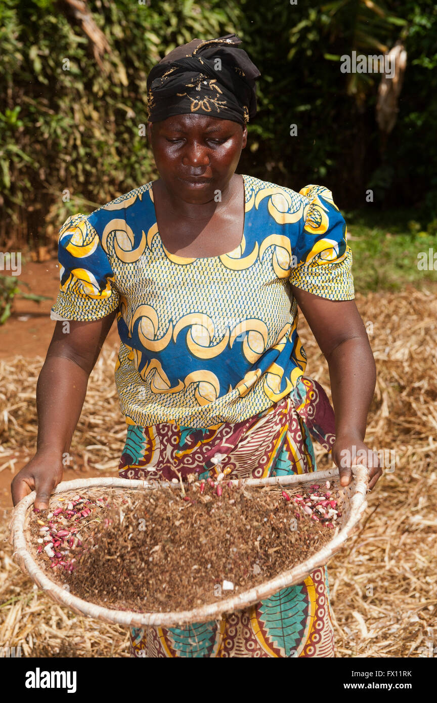Rwandan farmer sorting harvested beans from chaff by throwing them in ...