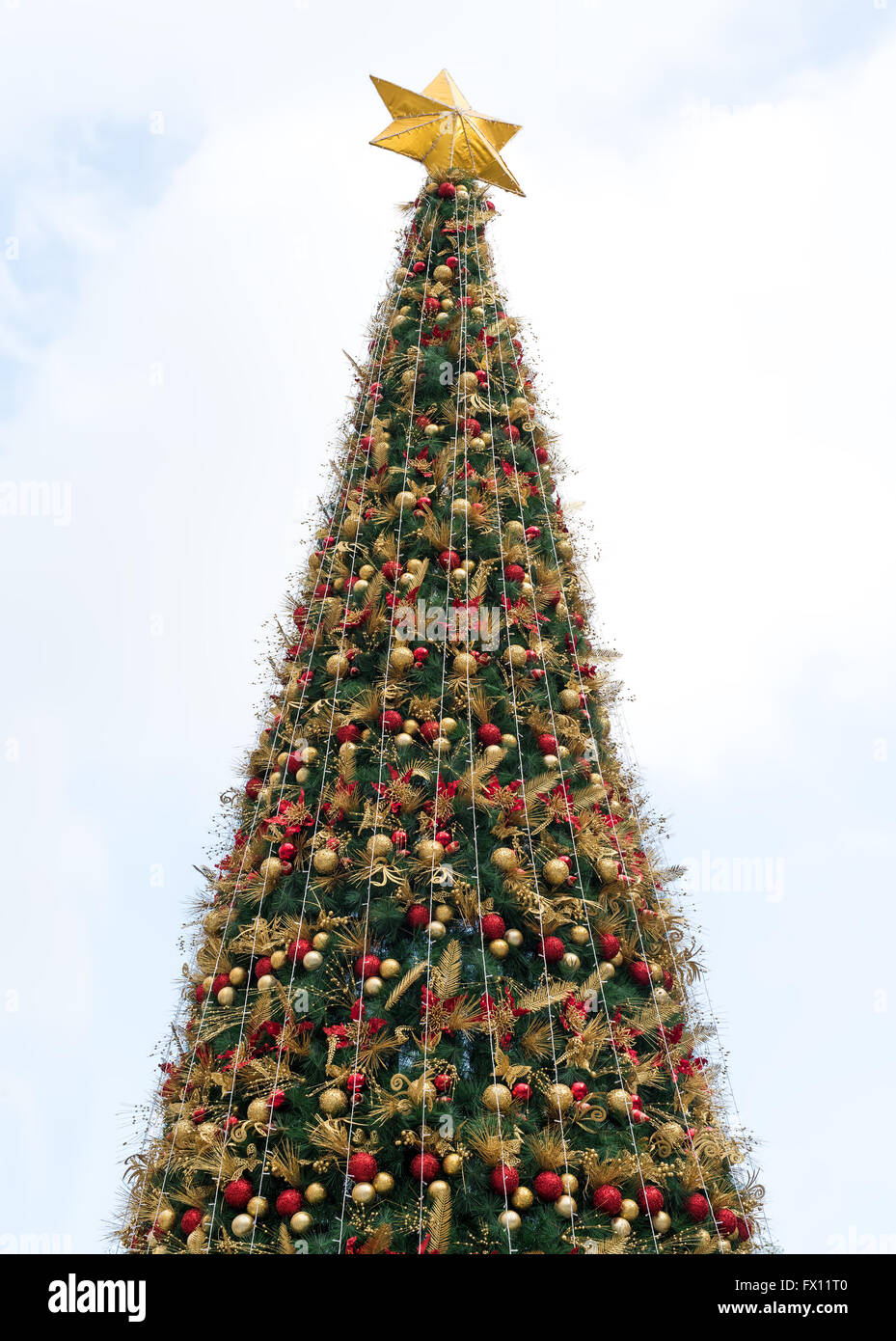 Palm tree manly hi-res stock photography and images - Alamy