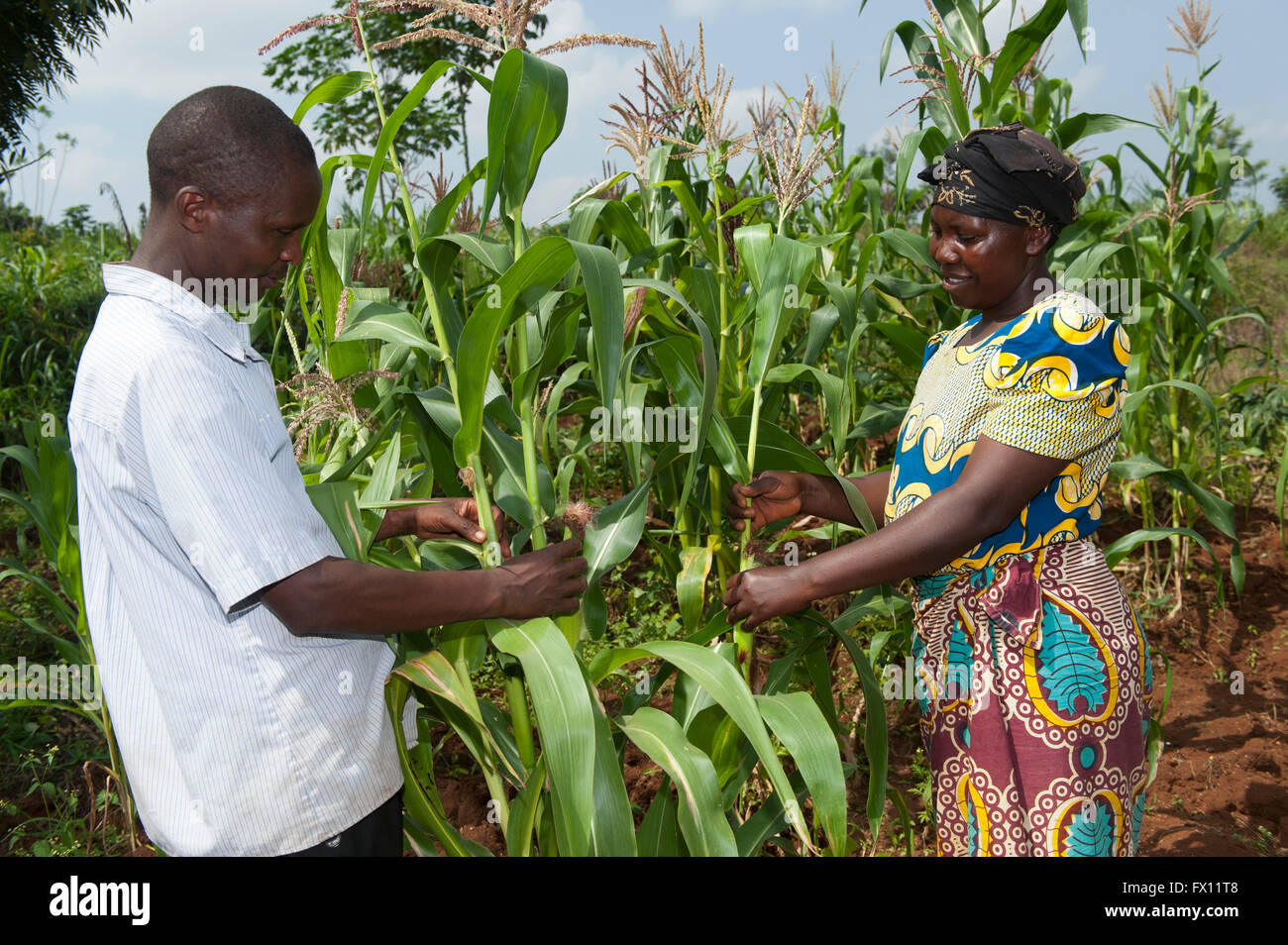 Maize crop africa hi-res stock photography and images - Alamy
