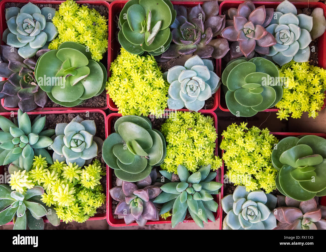 Miniature succulent plants Stock Photo - Alamy