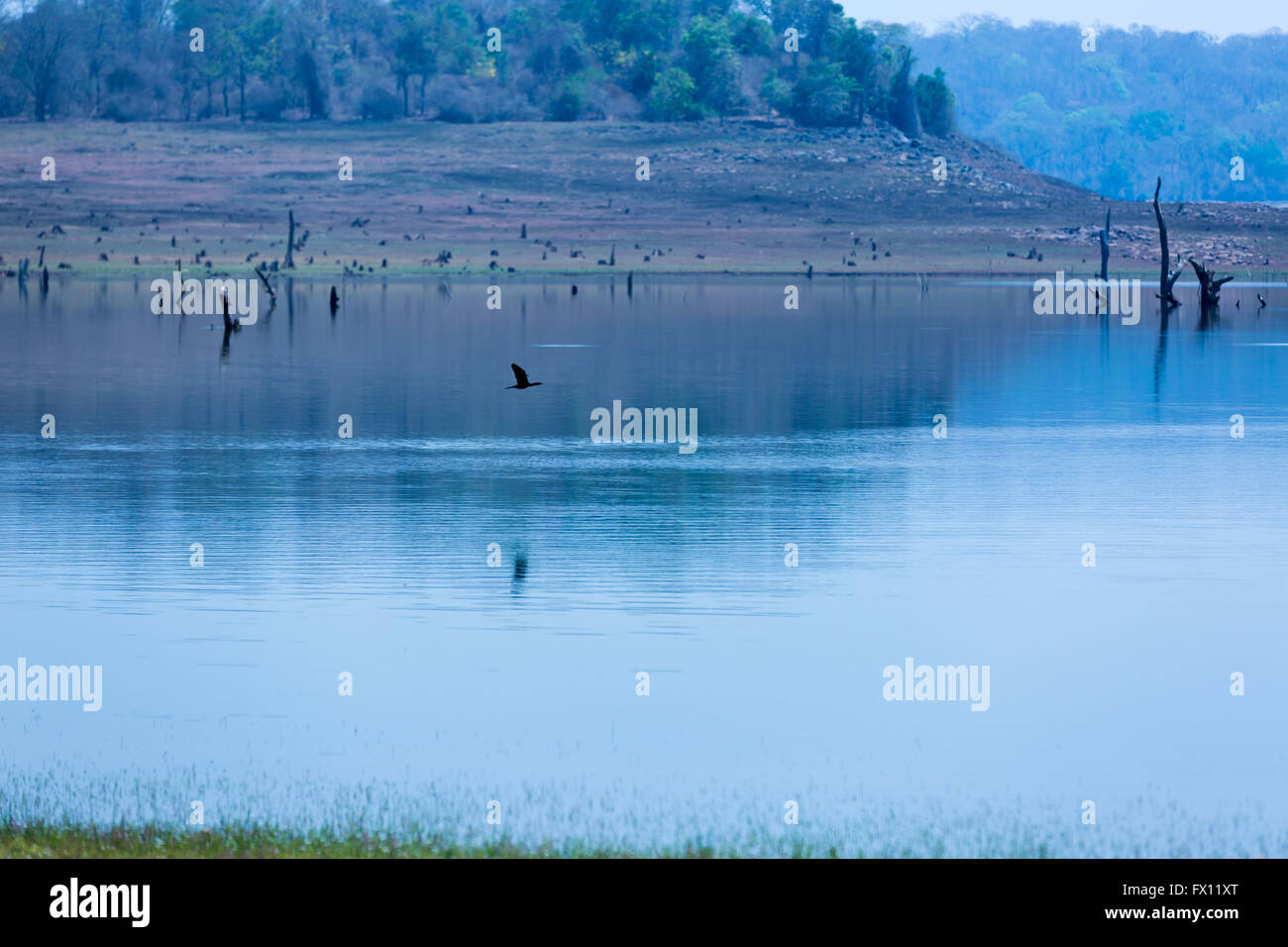 Nature landscape blue water of lake with a bird flying over coorg lake ...