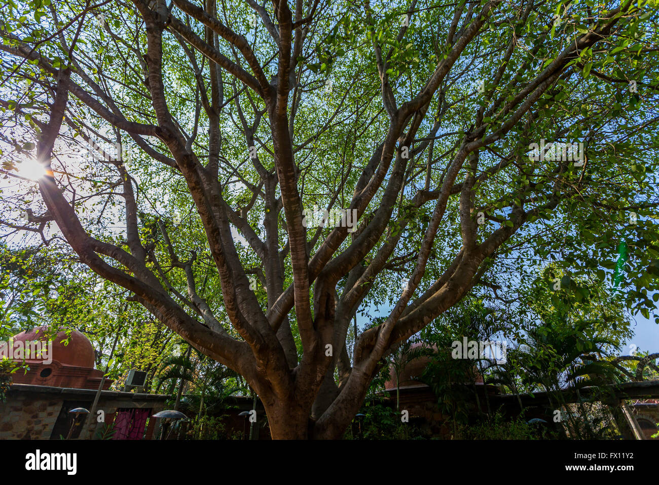 Strong old tree with big branches standing strong in the sun Stock ...