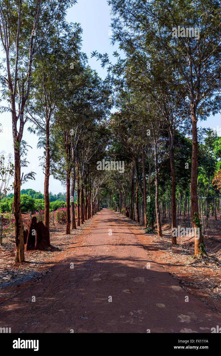 straight road in the forest wilderness surrounded with trees Stock ...