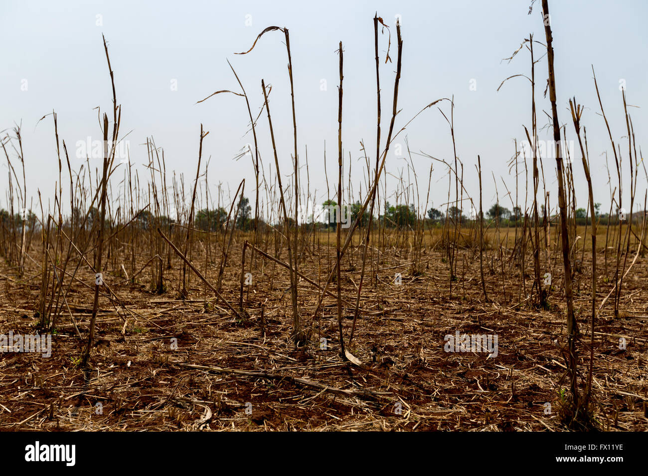 a dry summer day in farm landscape Stock Photo - Alamy