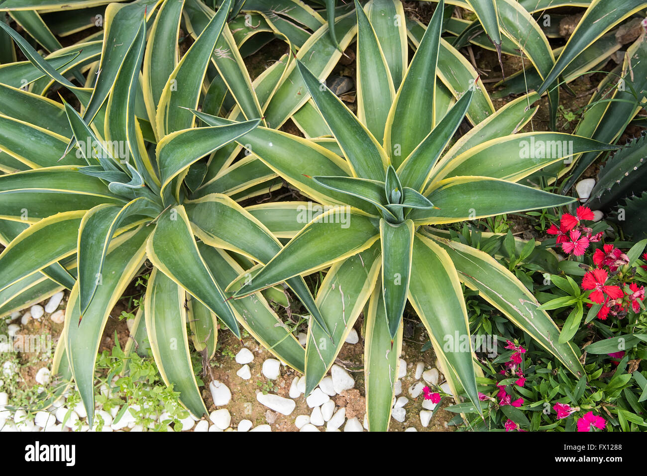 Sharp pointed agave plant leaves Stock Photo - Alamy