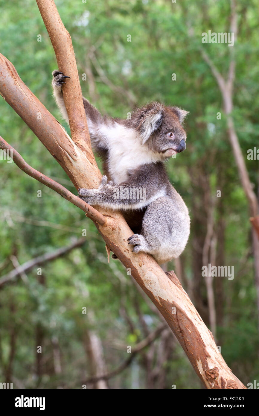 Koala on tree Stock Photo - Alamy