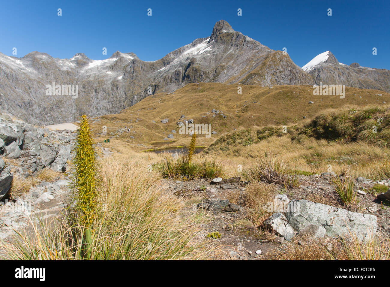 A view of the Milford track (Mackinnon pass) In New Zealand ...