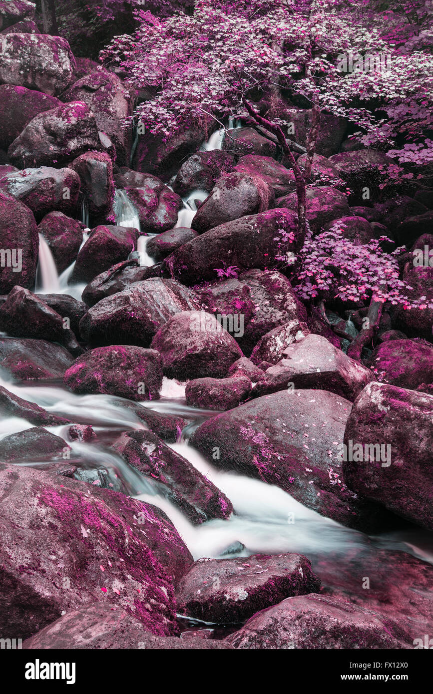 Beautiful surreal alternate color forest landscape image Stock Photo ...