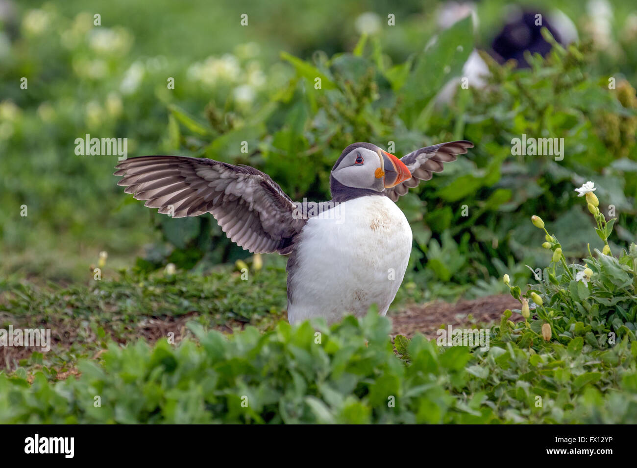 An Atlantic puffin emerges from its burrow on one of the Farne islands ...