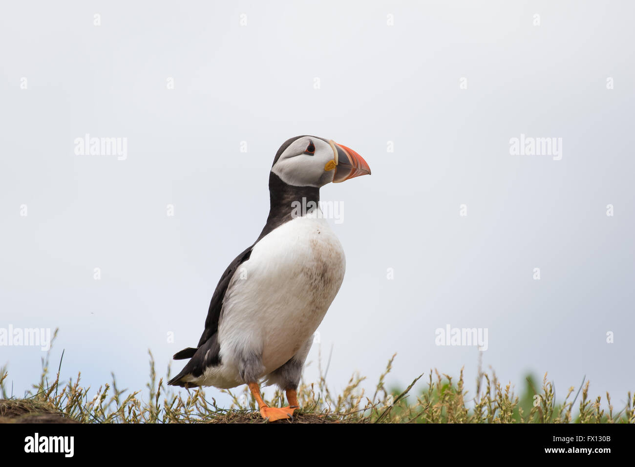 An atlantic puffin just emerged from her burrow to fly out to catch a ...