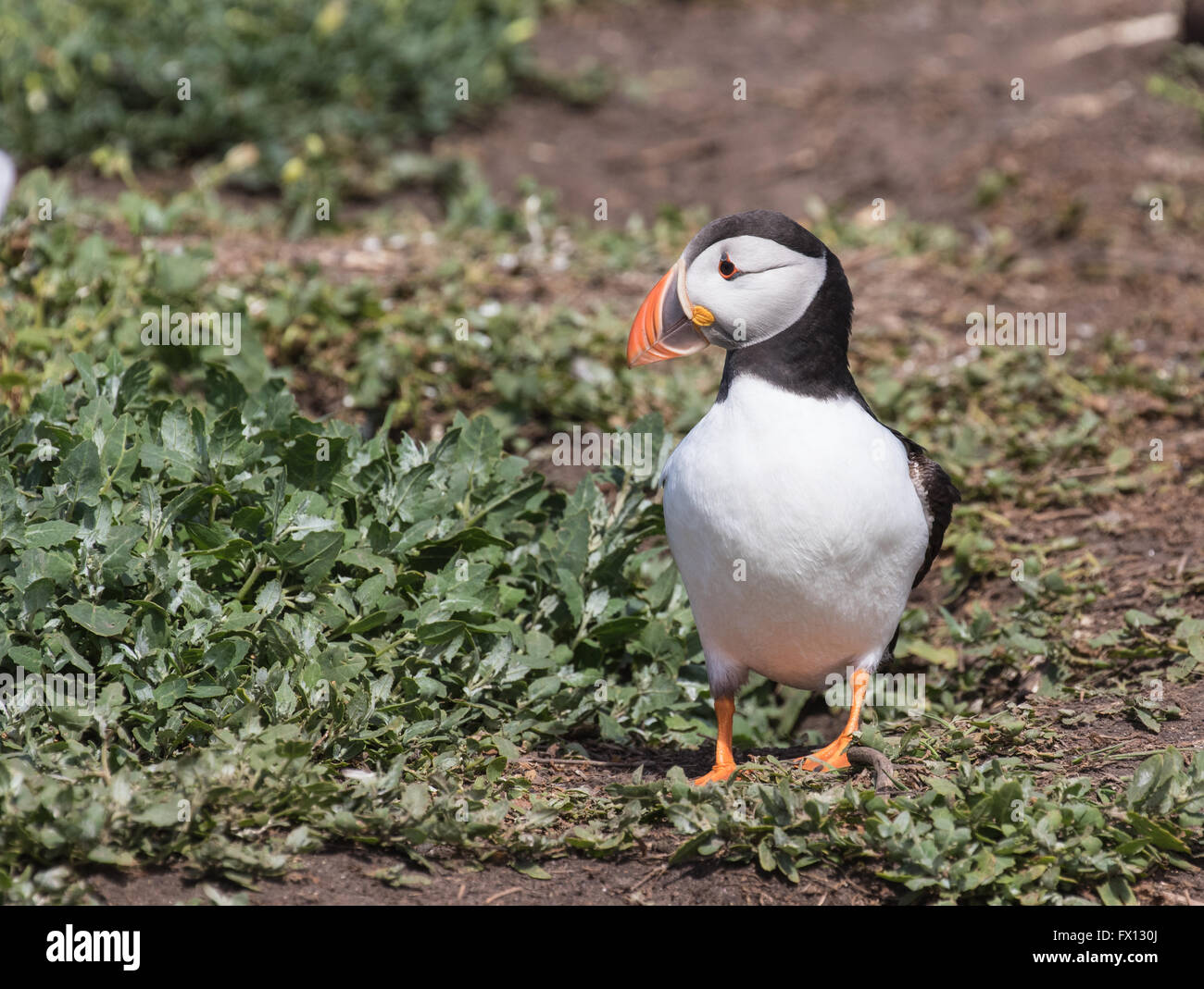 An atlantic puffin standing near her burrow on the Farne Islands ...