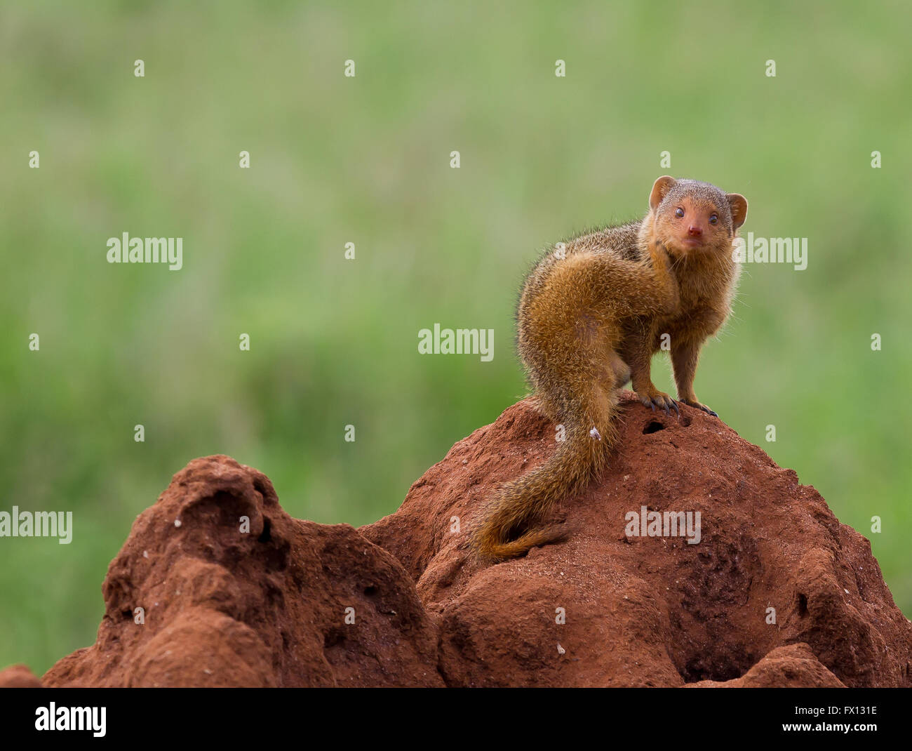A dwarf mongoose on a termite mound scratching his neck Stock Photo - Alamy