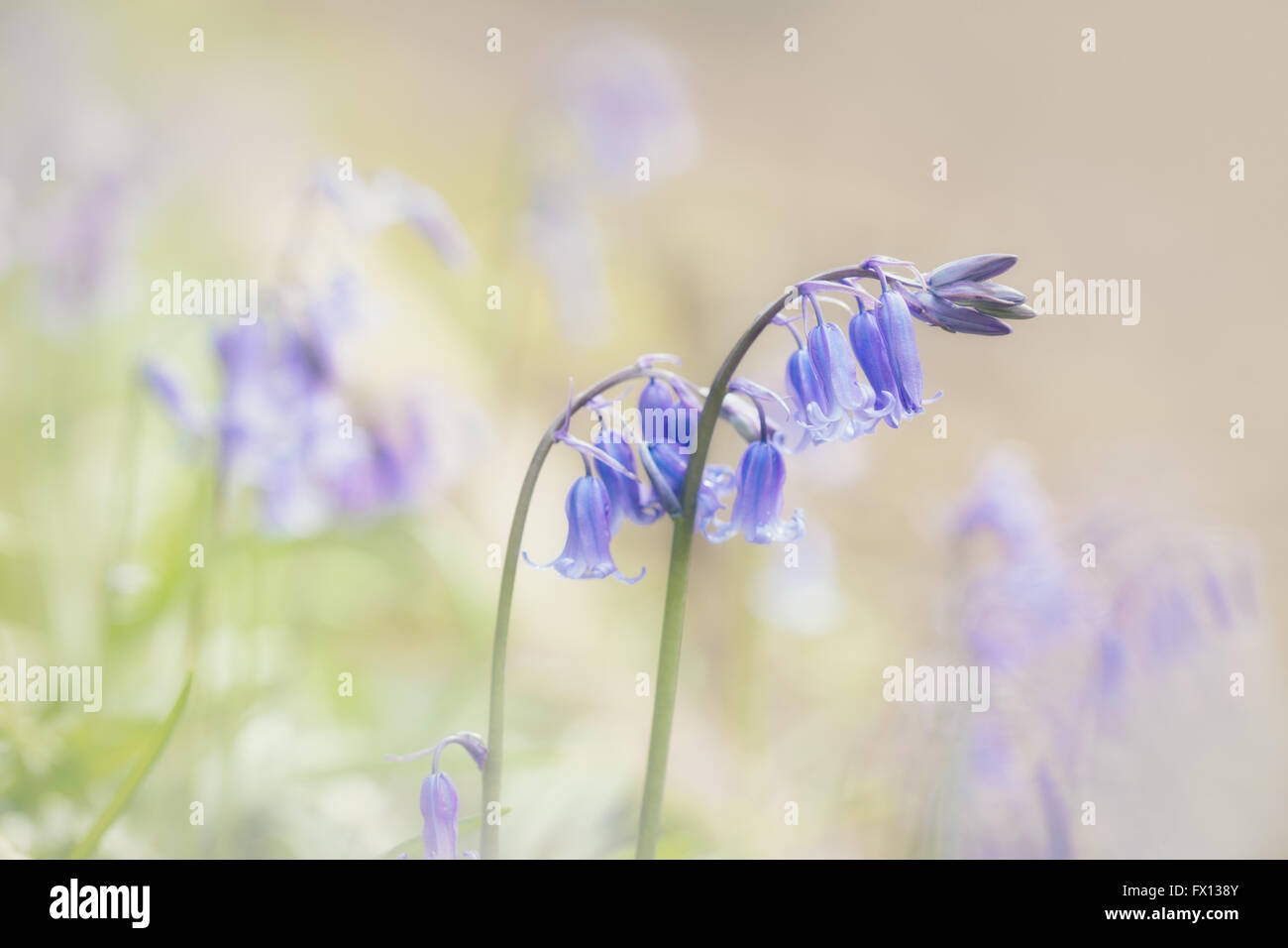 Blue flowers close up hi-res stock photography and images - Alamy