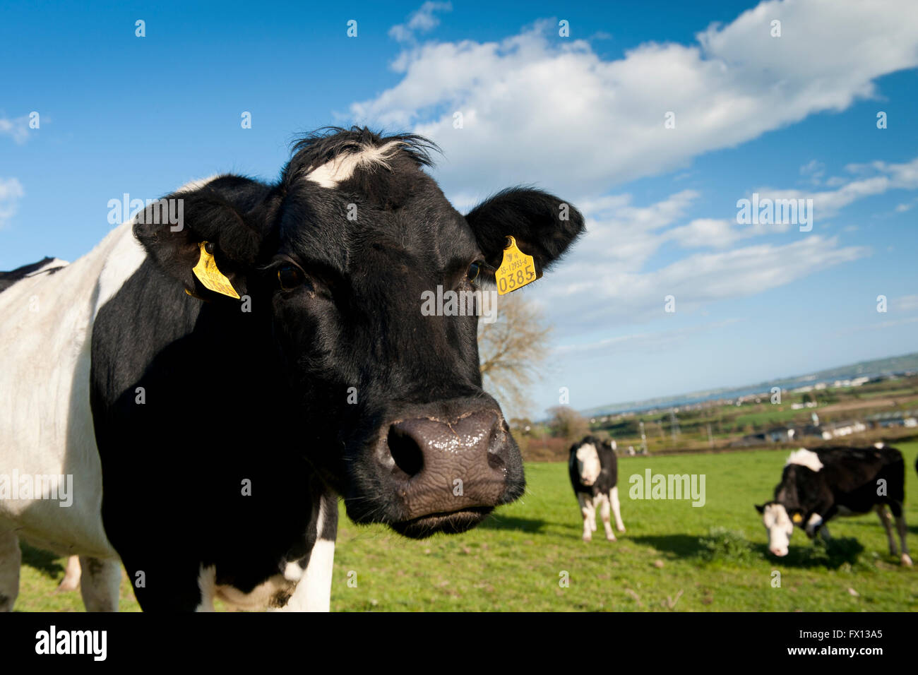 Holstein Friesian Dairy Cow Grass High Resolution Stock Photography and ...