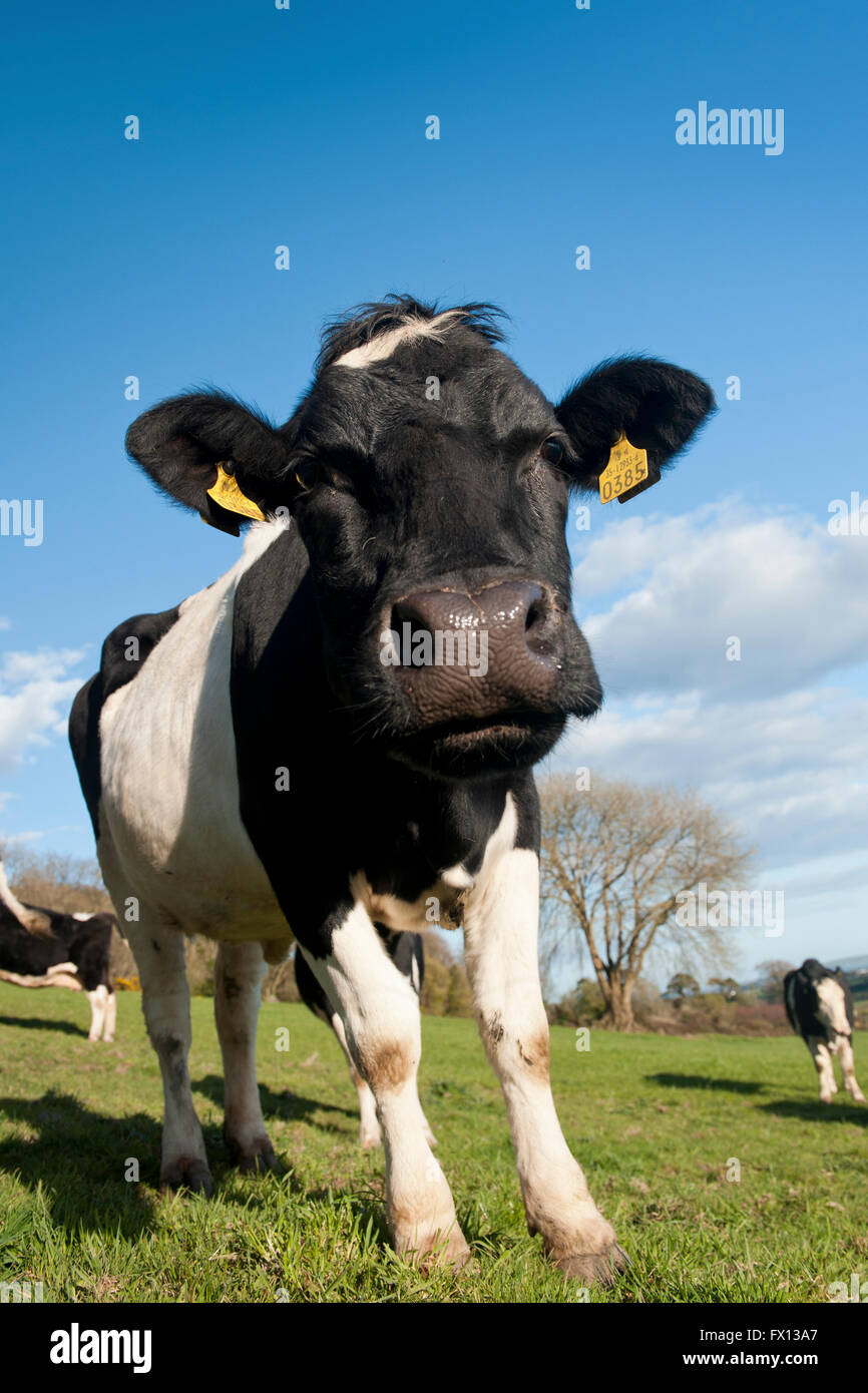 Holstein Friesian Milk Cow High Resolution Stock Photography and Images ...