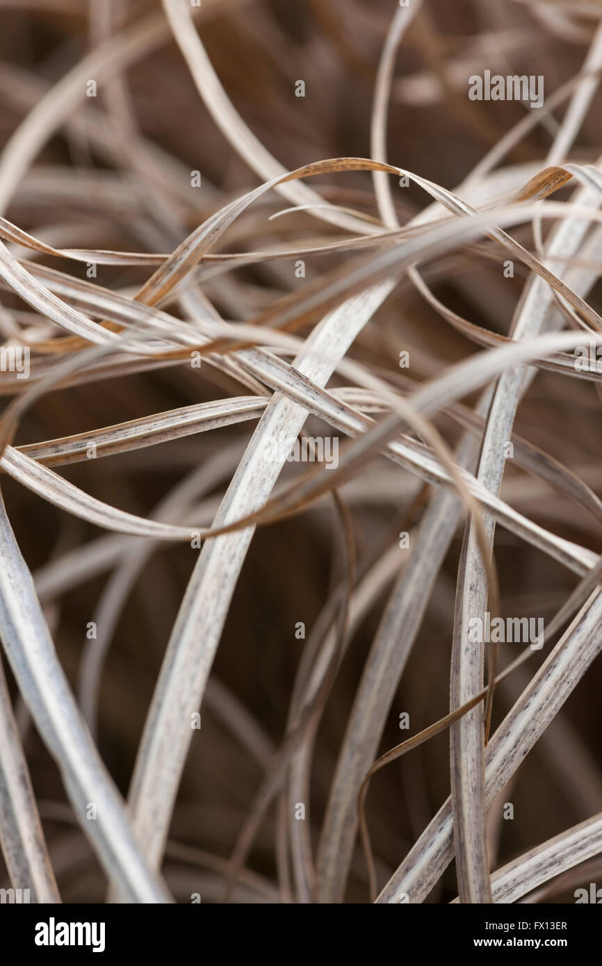 curly dried grasses Stock Photo - Alamy