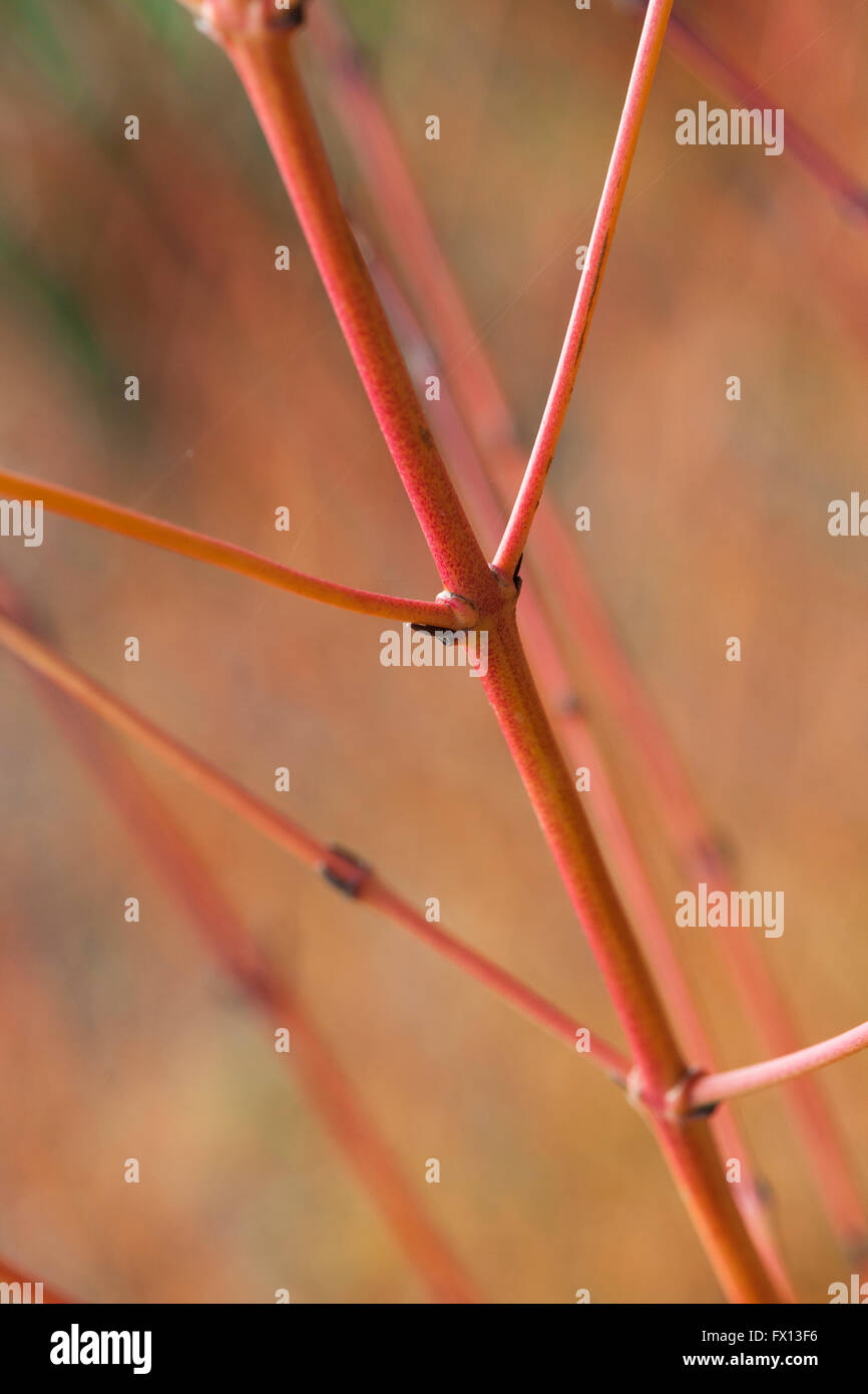 red twigs. fiery Stock Photo - Alamy