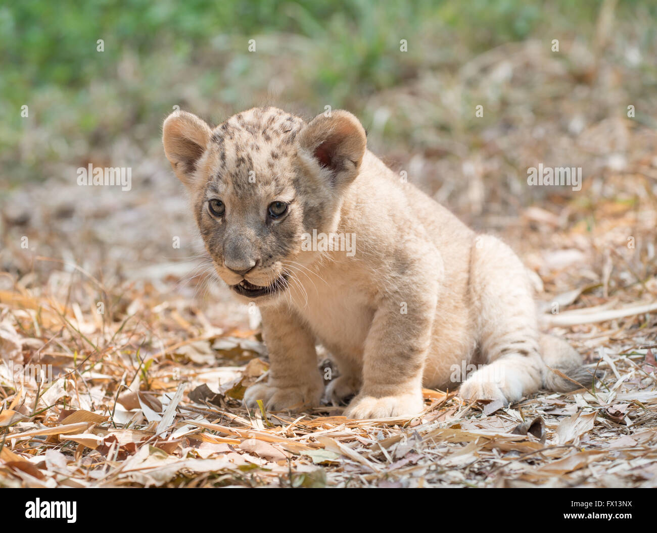 cub of lion sit alone on dry leaves Stock Photo - Alamy