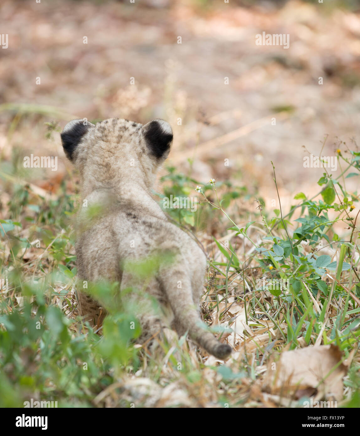 Cub of lion hi-res stock photography and images - Alamy