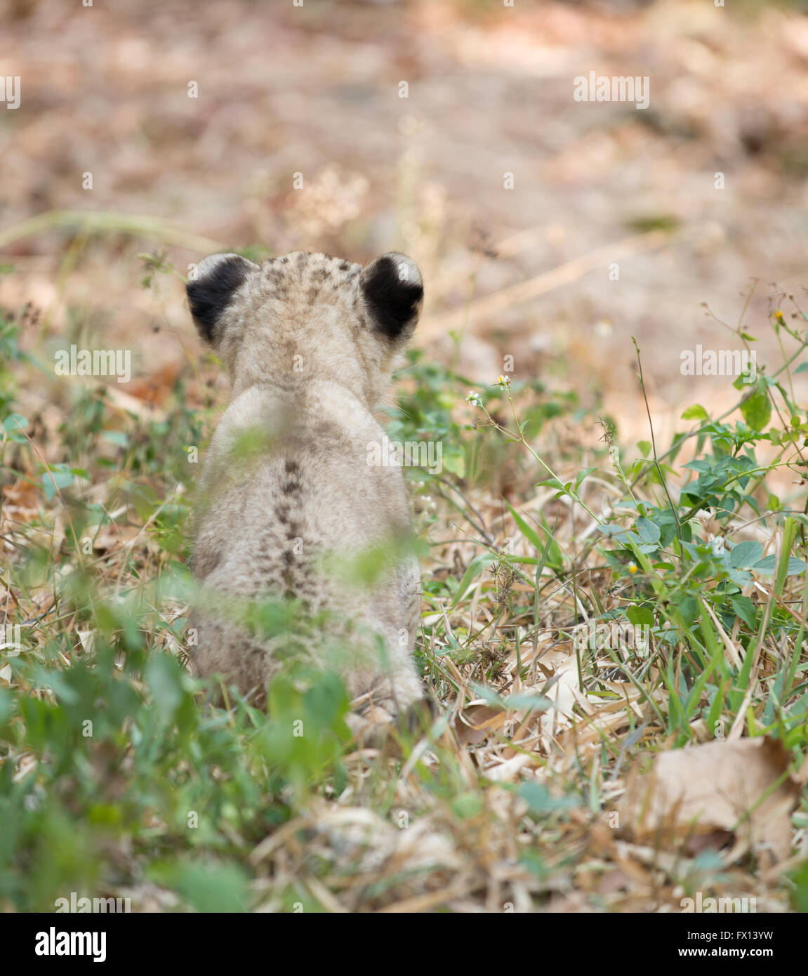 cub of lion sit alone on dry leaves Stock Photo - Alamy