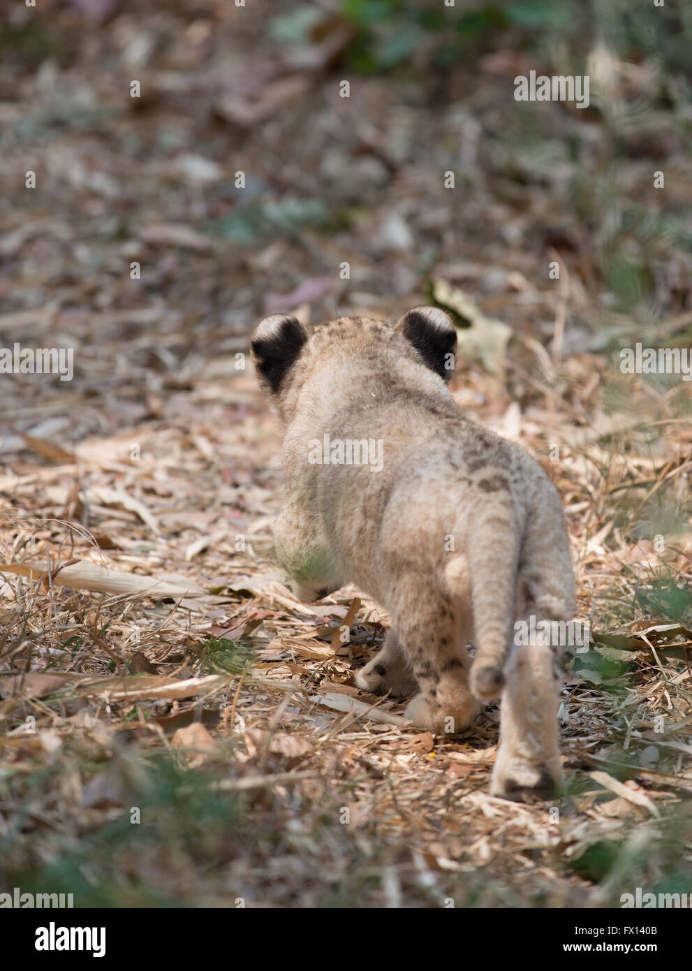 cub of lion walking alone on trail Stock Photo - Alamy