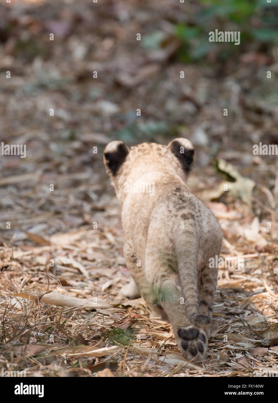 Lion walking on park hi-res stock photography and images - Alamy