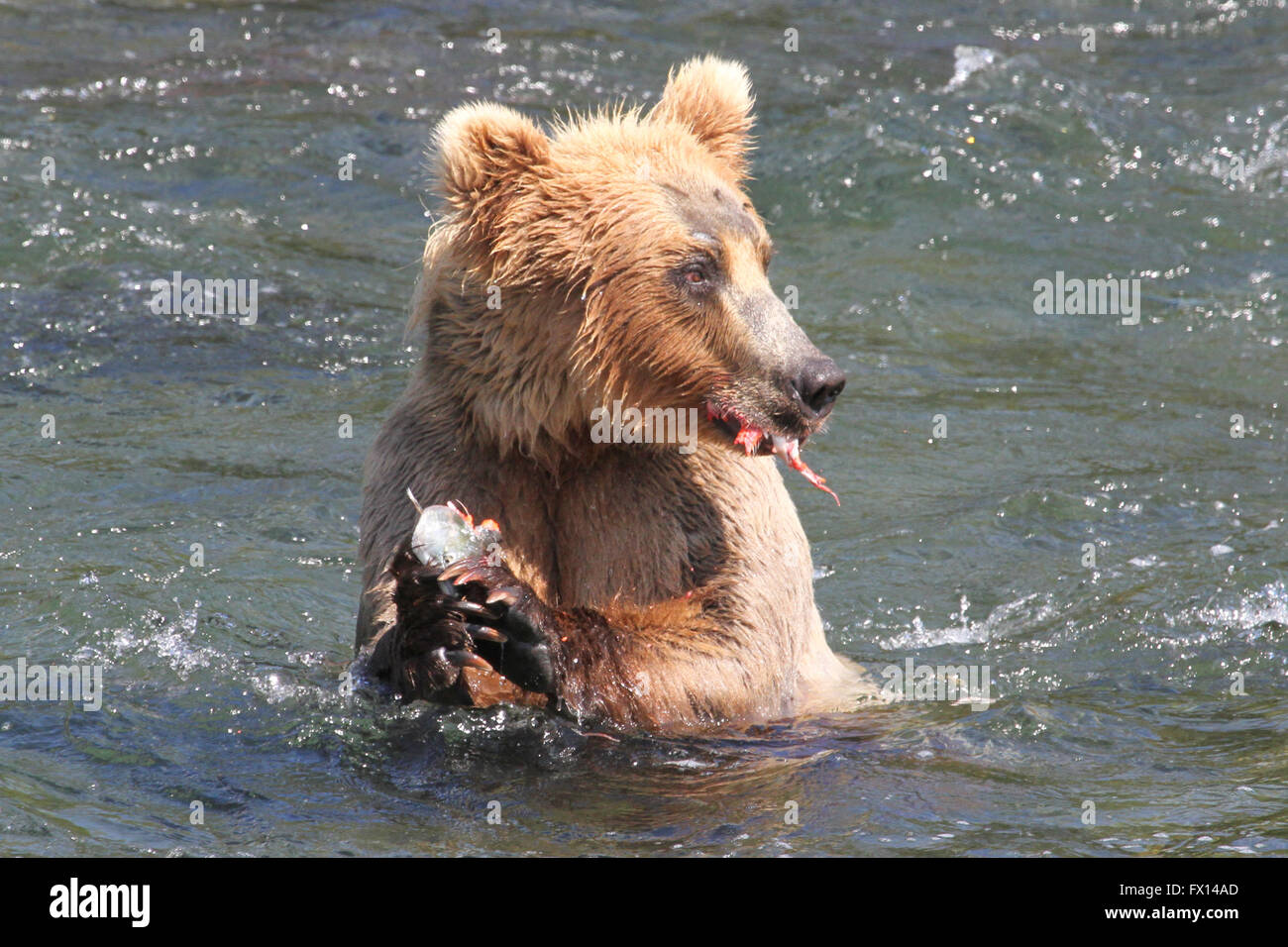 grizzly bear in water enjoying salmon meal Stock Photo - Alamy
