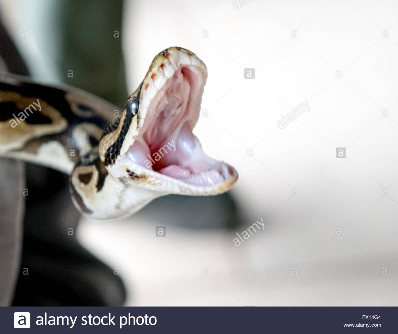 Ball Of Snakes High Resolution Stock Photography and Images - Alamy