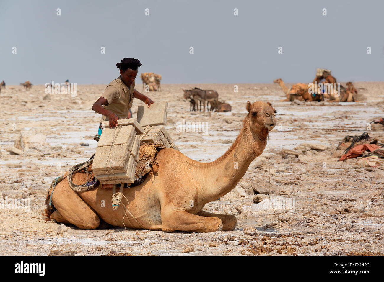 DANAKIL, ETHIOPIA-MARCH 28: Afar herders load dromedaries and donkeys ...