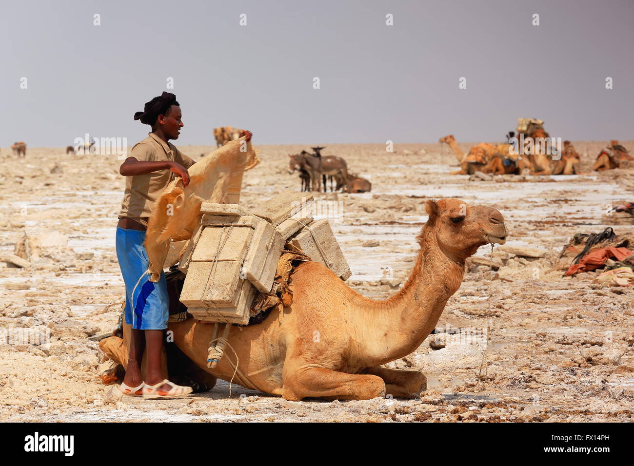 DANAKIL, ETHIOPIA-MARCH 28: Afar herders load dromedaries and donkeys ...