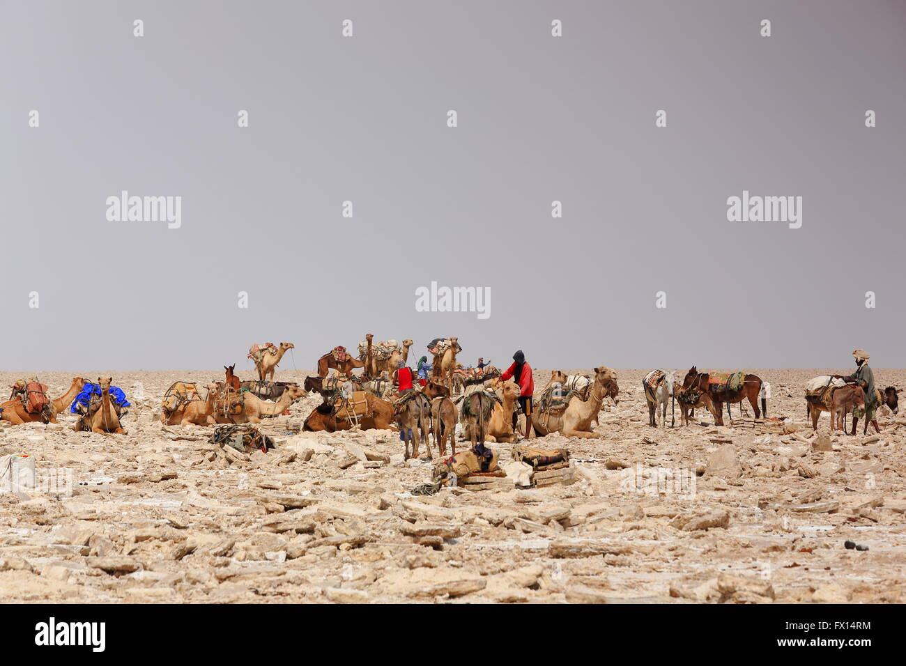 DANAKIL, ETHIOPIA-MARCH 28: Afar herders load dromedaries and donkeys ...