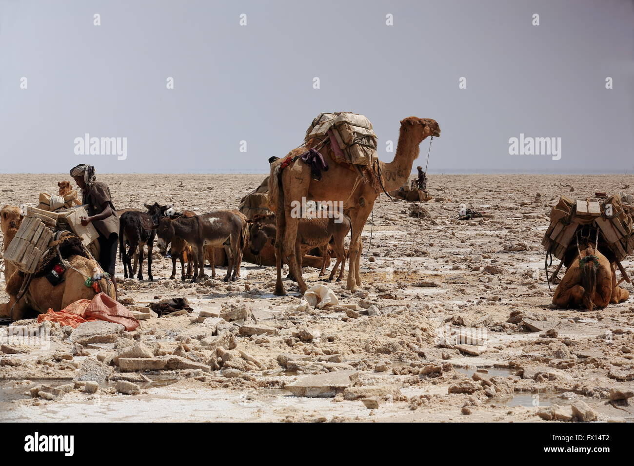 DANAKIL, ETHIOPIA-MARCH 28: Afar herders load dromedaries and donkeys ...