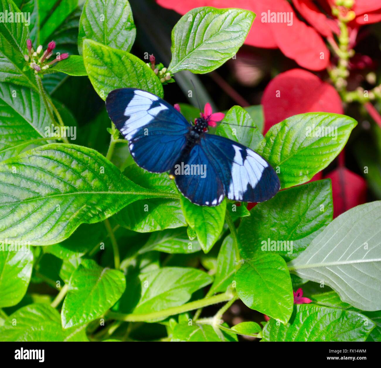 butterflies, butterfly at rest Stock Photo - Alamy