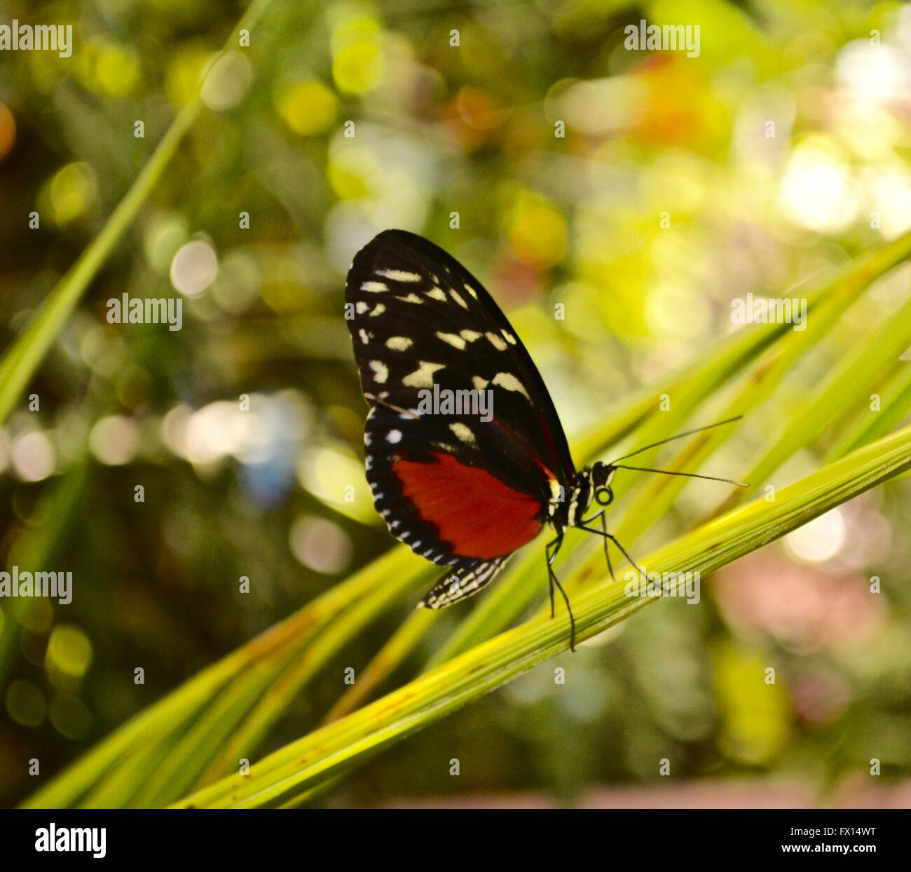 butterflies, a Robin butterfly on branch Stock Photo - Alamy