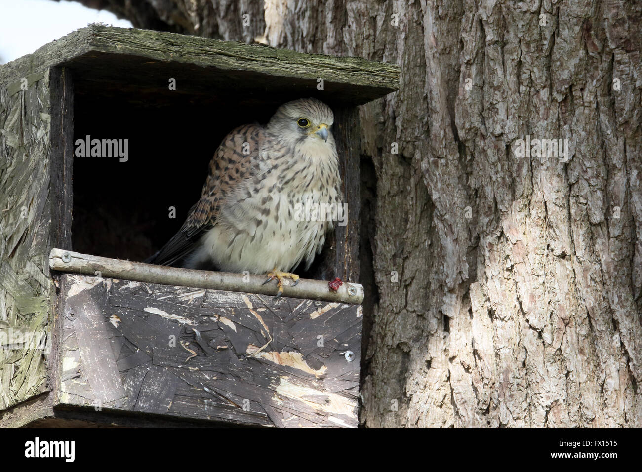 Kestrel nest box hi-res stock photography and images - Alamy